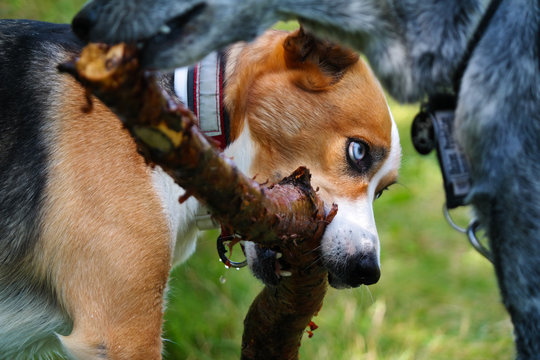 Hundebiss Bilder – Durchsuchen 2,597 Archivfotos, Vektorgrafiken und ...
