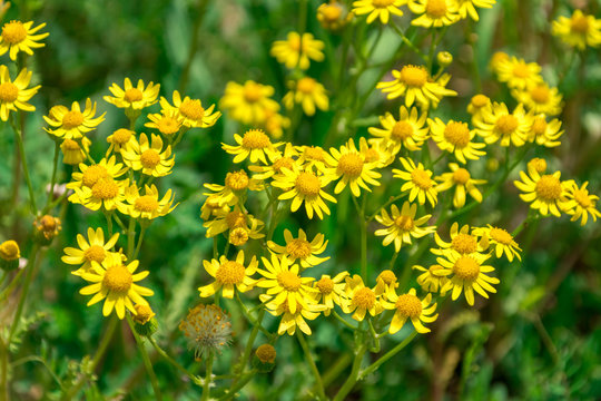 Syn bilder – Bläddra bland 4,342 stockfoton, vektorer och videor ...