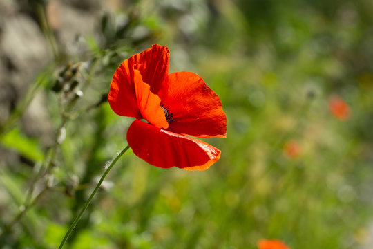 Papavero Images – Browse 4,665 Stock Photos, Vectors, and Video | Adobe ...