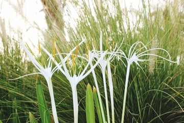 Hymen photos, royalty-free images, graphics, vectors & videos | Adobe Stock