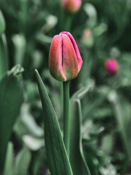 Tulpin Images – Browse 54 Stock Photos, Vectors, and Video | Adobe Stock