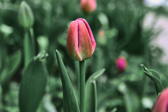 Tulpin Images – Browse 54 Stock Photos, Vectors, and Video | Adobe Stock