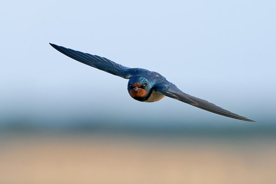 Svalor bilder – Bläddra bland 84,138 stockfoton, vektorer och videor ...