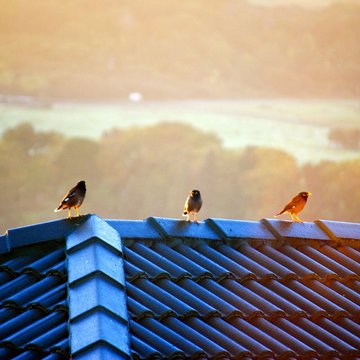 Roofvogel Bilder – Durchsuchen 77,434 Archivfotos, Vektorgrafiken und Videos | Adobe Stock