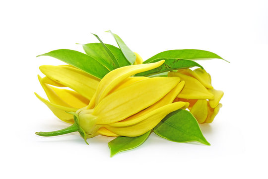 "Ilang Ilang"-Bilder: Stock-Fotos & -Videos. | Adobe Stock