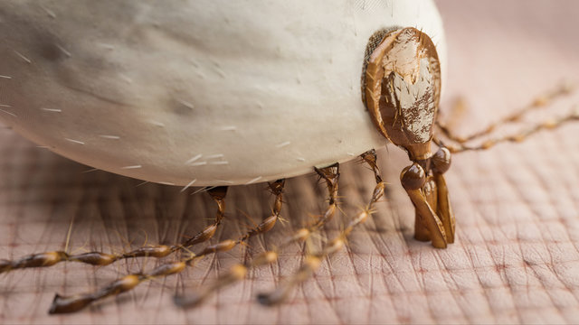 รูปภาพEktoparasit – เลือกดูภาพถ่ายสต็อก เวกเตอร์ และวิดีโอ103 | Adobe Stock