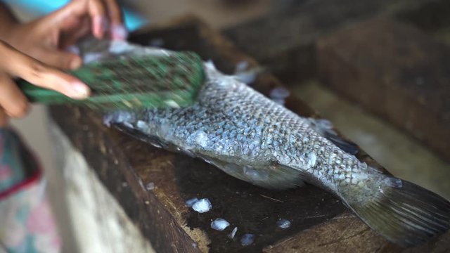 Evisceration bilder – Bläddra bland 356 stockfoton, vektorer och videor ...