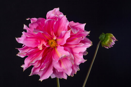 รูปภาพChrysant – เลือกดูภาพถ่ายสต็อก เวกเตอร์ และวิดีโอ1,256 | Adobe Stock