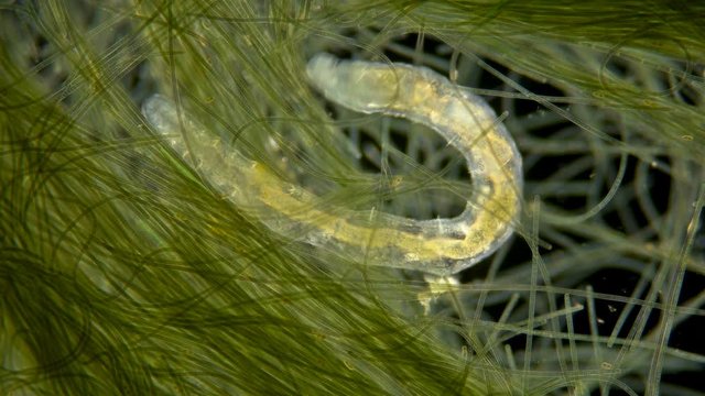 Tubificidae Imagens – Procure 50 fotos, vetores e vídeos | Adobe Stock