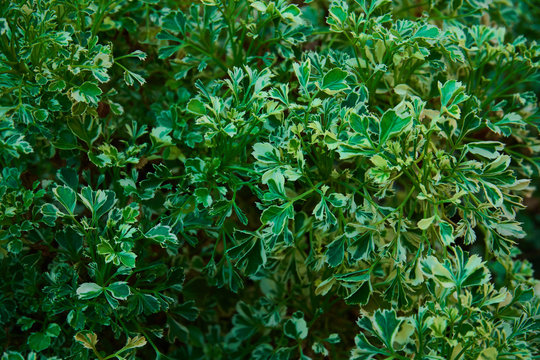 ARUNRAJ photos, images, assets | Adobe Stock