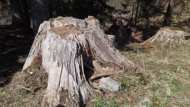 "Rotten Stump" Images – Browse 194 Stock Photos, Vectors, and Video ...