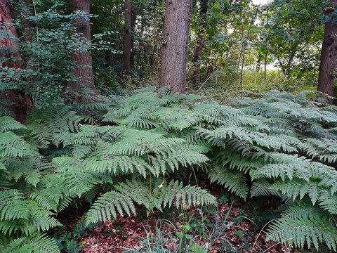 รูปภาพPteridopsida – เลือกดูภาพถ่ายสต็อก เวกเตอร์ และวิดีโอ1,800 ...