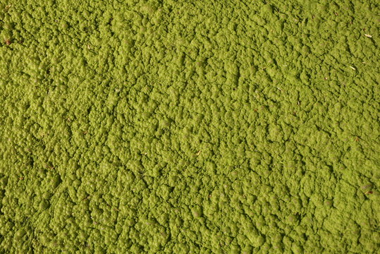 Algenteppich Bilder – Durchsuchen 620 Archivfotos, Vektorgrafiken und ...