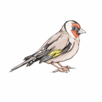 Distelfink Images – Browse 914 Stock Photos, Vectors, and Video | Adobe ...