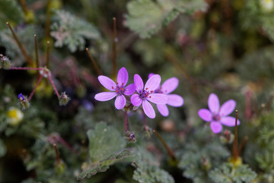 รูปภาพPinwing – เลือกดูภาพถ่ายสต็อก เวกเตอร์ และวิดีโอ193 | Adobe Stock