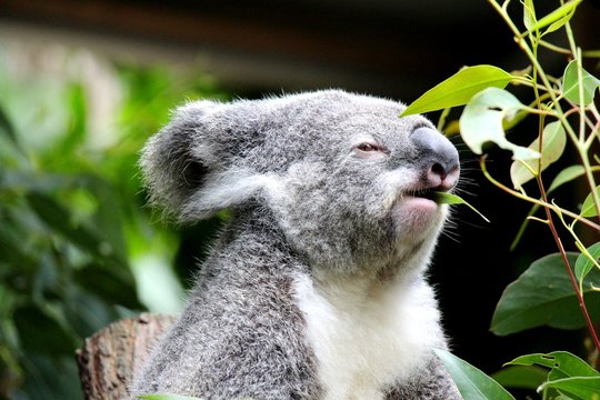 50,479 MELHORES Coala IMAGENS, FOTOGRAFIAS E VETORES DO STOCK | Adobe Stock