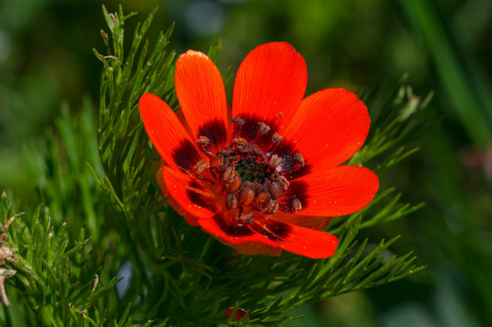 Adonis Images – Browse 16 Stock Photos, Vectors, and Video | Adobe Stock