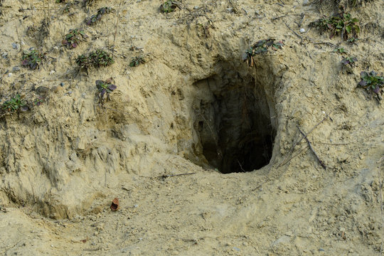 Dachsbau Images – Browse 61 Stock Photos, Vectors, and Video | Adobe Stock