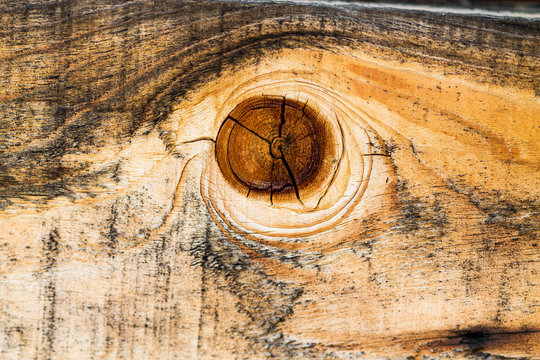 Partridge-Wood bilder – Bläddra bland 299 stockfoton, vektorer och ...