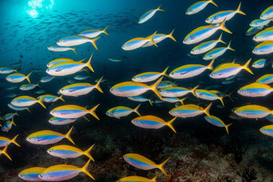 Free Fish Images – Browse 14,610 Free Stock Photos, Vectors, and Video ...