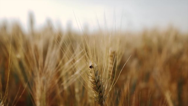 "Spiga Di Grano" Images – Browse 522 Stock Photos, Vectors, and Video ...