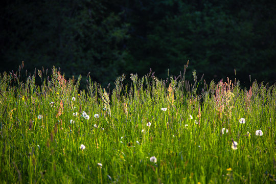 Graspollen Bilder – Durchsuchen 5,326 Archivfotos, Vektorgrafiken und ...