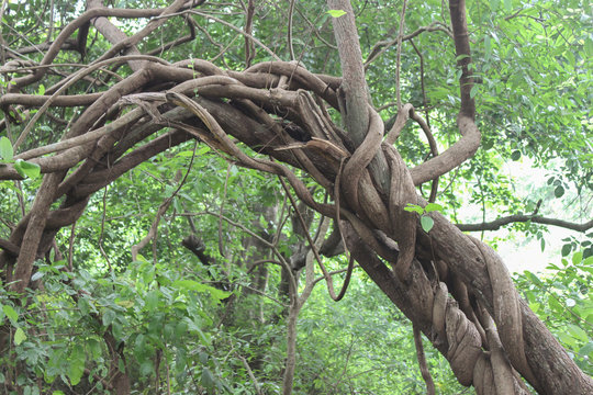 Twisted Tree Branch Twisted Tree Branch