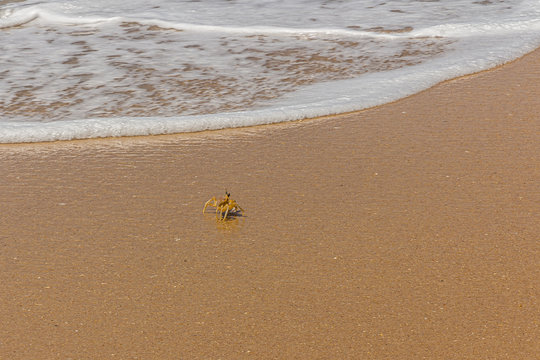 รูปภาพPleocyemata – เลือกดูภาพถ่ายสต็อก เวกเตอร์ และวิดีโอ157 | Adobe Stock