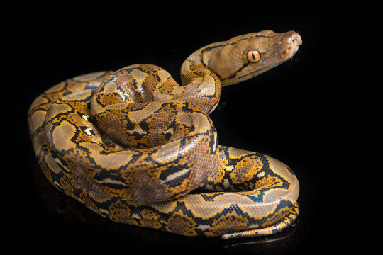 "Python Reticulatus" Images – Browse 11 Stock Photos, Vectors, and ...