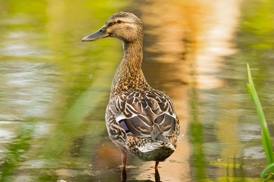 pazyuk photos, images, assets | Adobe Stock