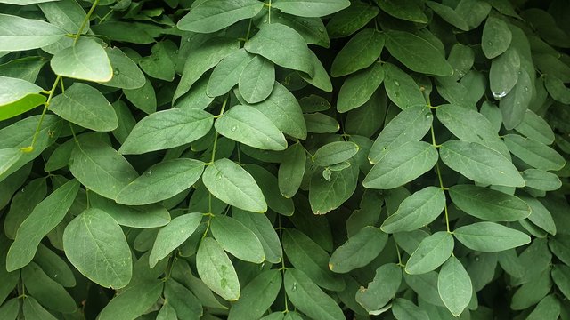 รูปภาพRobina – เลือกดูภาพถ่ายสต็อก เวกเตอร์ และวิดีโอ131 | Adobe Stock