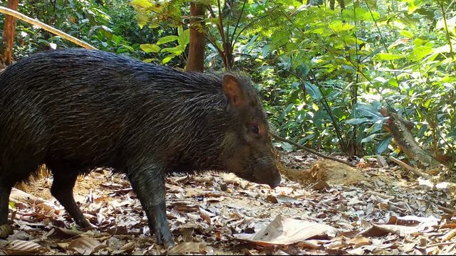 รูปภาพPeccary – เลือกดูภาพถ่ายสต็อก เวกเตอร์ และวิดีโอ3,070 | Adobe Stock