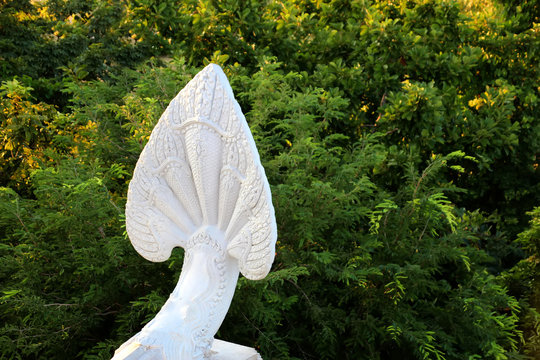 Seven Headed Cobra In Honduras