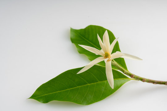 "Michelia Alba Dc Images – Browse 46 Stock Photos, Vectors, and Video ...