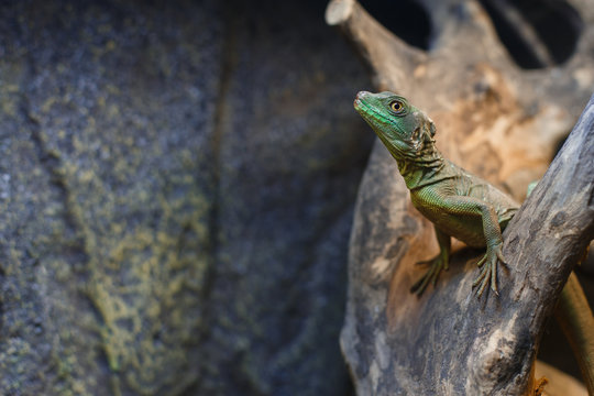 Basilicus Imagens – Procure 27 fotos, vetores e vídeos | Adobe Stock