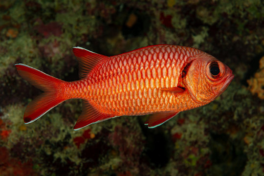 รูปภาพSoldierfish – เลือกดูภาพถ่ายสต็อก เวกเตอร์ และวิดีโอ797 | Adobe Stock