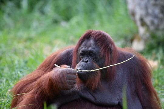 Sivapithecus Bilder – Durchsuchen 131 Archivfotos, Vektorgrafiken und ...