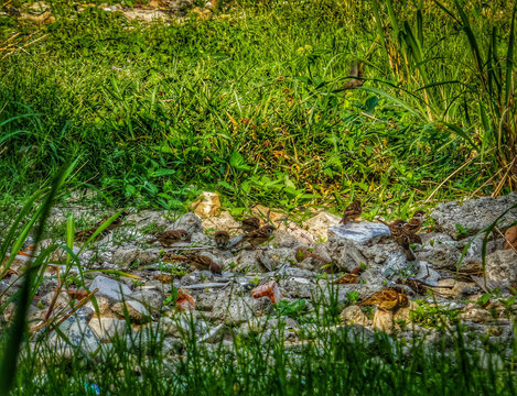 Feldspatzen Bilder – Durchsuchen 6,670 Archivfotos, Vektorgrafiken und ...