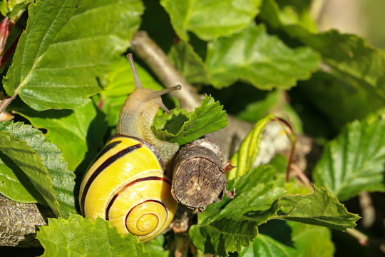 Snail Bed Bilder – Durchsuchen 722 Archivfotos, Vektorgrafiken und ...