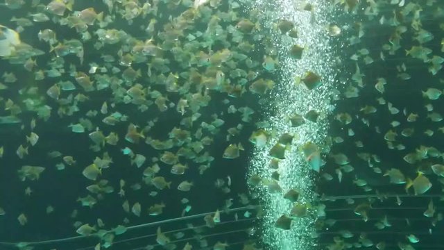 Malayo Images – Browse 51 Stock Photos, Vectors, and Video | Adobe Stock