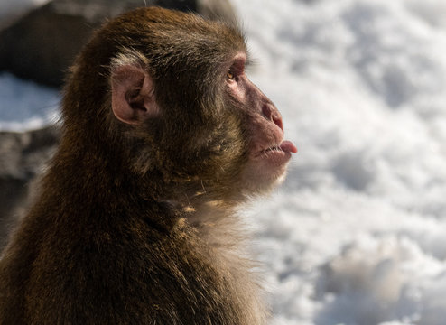 Chimpanzee Head Side View