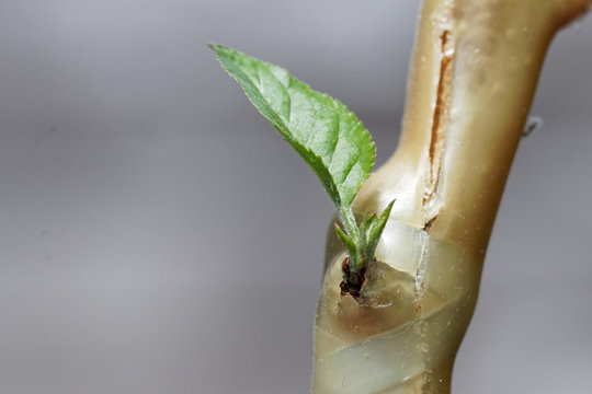 Greffage Images – Parcourir 21,461 le catalogue de photos, vecteurs et ...