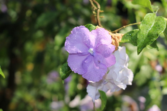 Manacá Images – Browse 480 Stock Photos, Vectors, and Video | Adobe Stock