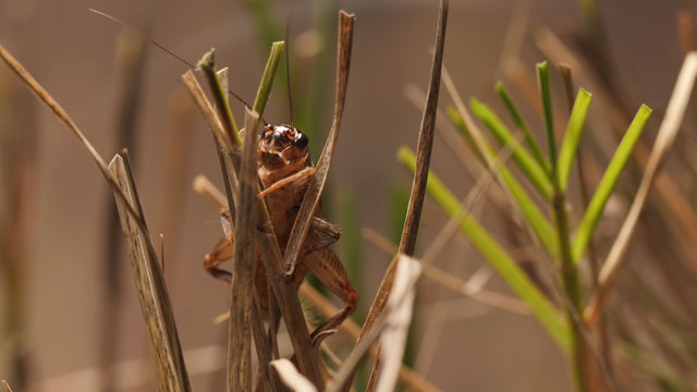 รูปภาพSprickets – เลือกดูภาพถ่ายสต็อก เวกเตอร์ และวิดีโอ154 | Adobe Stock