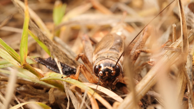 Sprickets Bilder – Durchsuchen 183 Archivfotos, Vektorgrafiken und ...