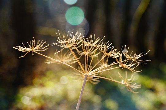Dolde Bilder – Durchsuchen 12,978 Archivfotos, Vektorgrafiken und ...