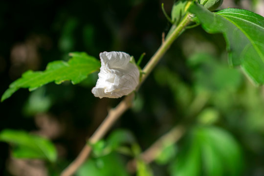 Pimpollo bilder – Bläddra bland 240 stockfoton, vektorer och videor ...