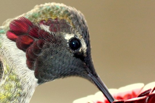 Pollination Hummingbird Images – Browse 2,967 Stock Photos, Vectors ...
