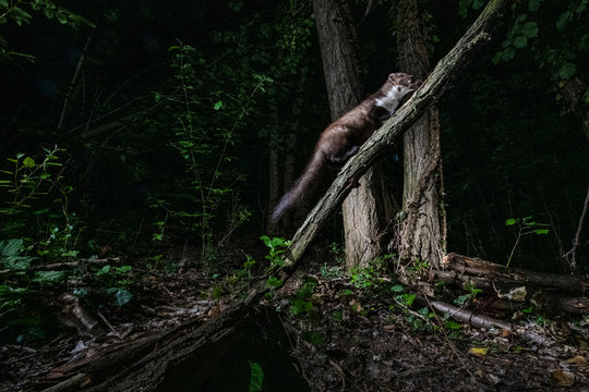 「Faina」の写真素材 | 173件の無料イラスト画像 | Adobe Stock