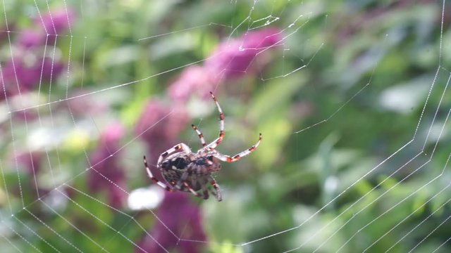 "Writing Spider" Images – Browse 262 Stock Photos, Vectors, and Video ...